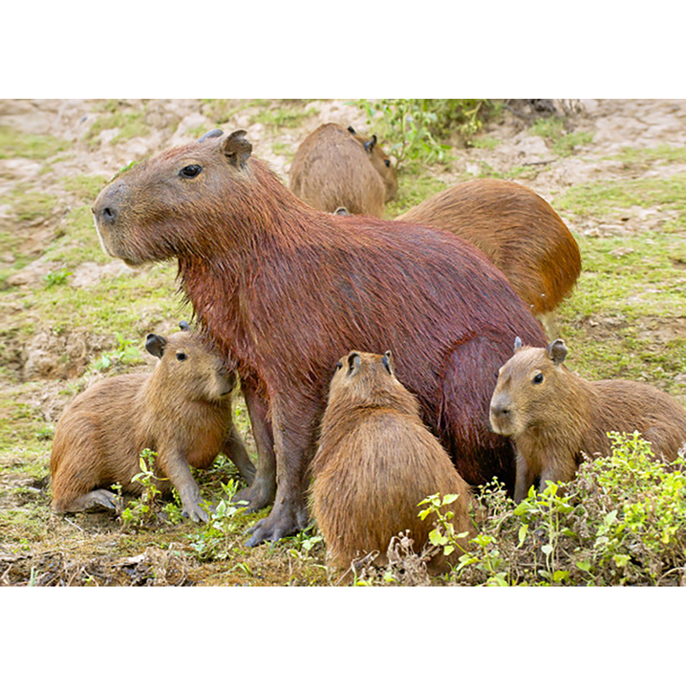 Capybara with pups - 3D Magnet for Refrigerator, Whiteboard, Locker ...