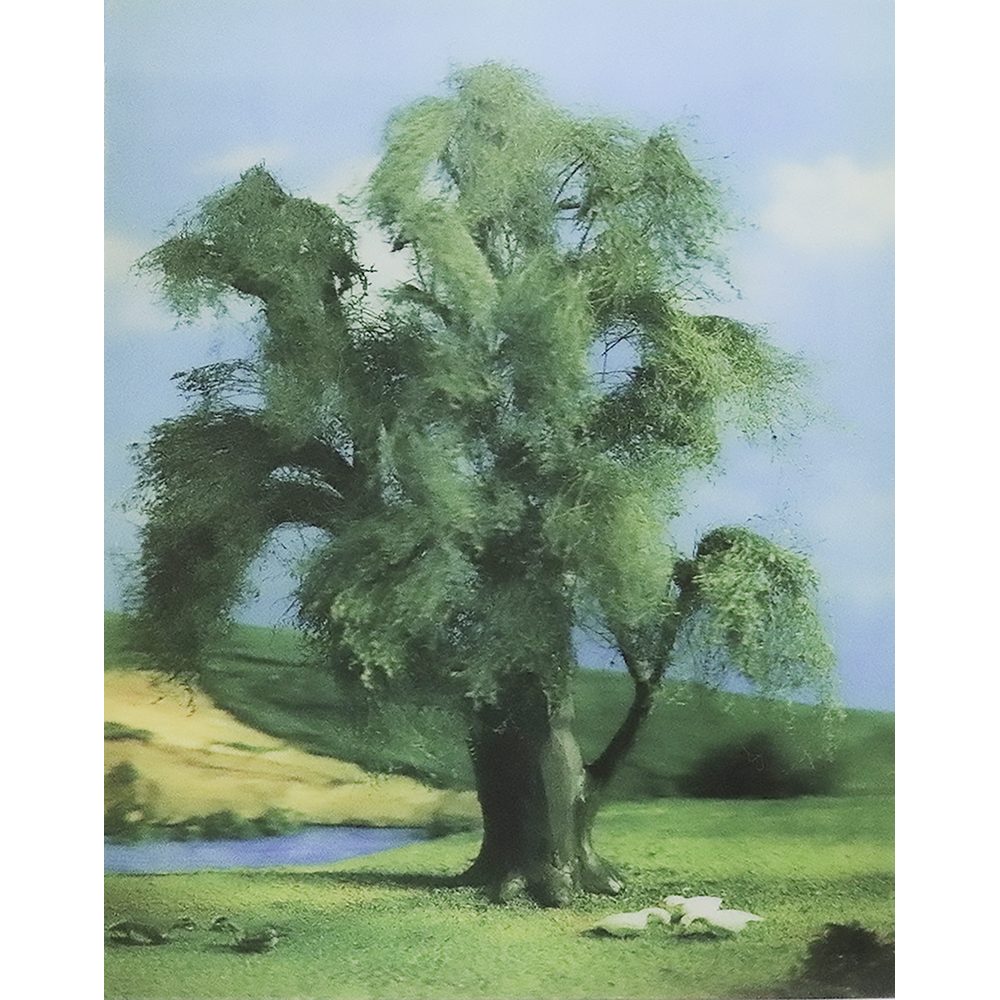 Weeping Willow Tree - 3D Lenticular Poster - 12 X 16 – worldwideslides