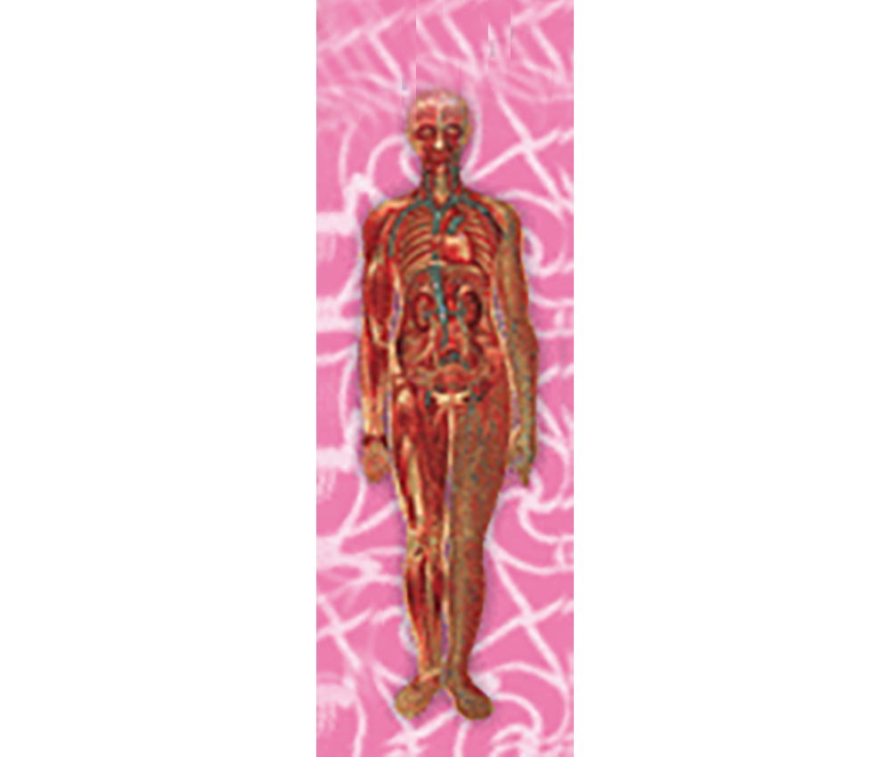 Woman's Body Anatomical - Animated - 3D Animated Lenticular Bookmark ...