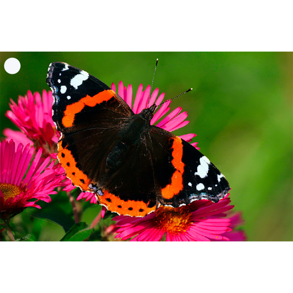 Lady Bug and Butterfly - 2 3D Lenticular Gift Tags Cards - NEW ...