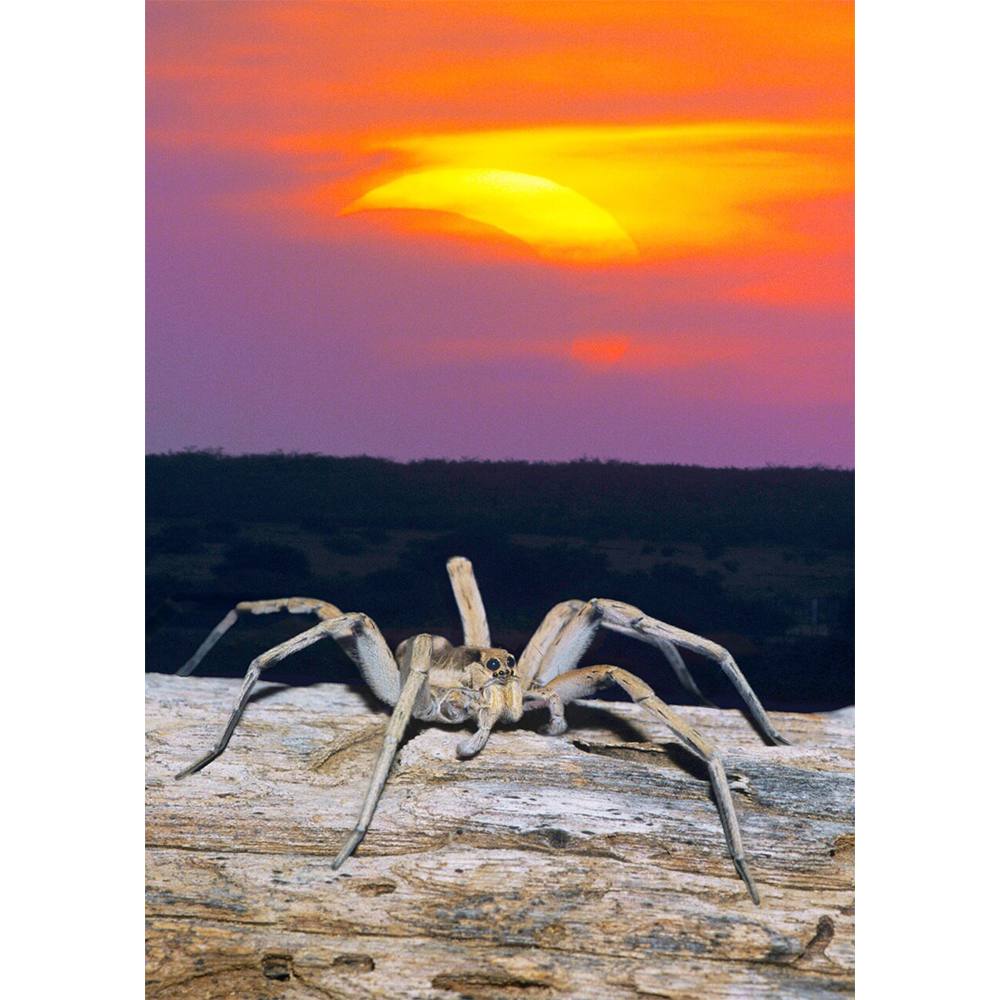 Wolf Spider and Solar Eclipse - 3D Lenticular Postcard Greeting Card ...